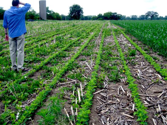 Roundup Ready - American Inquiry American Inquiry